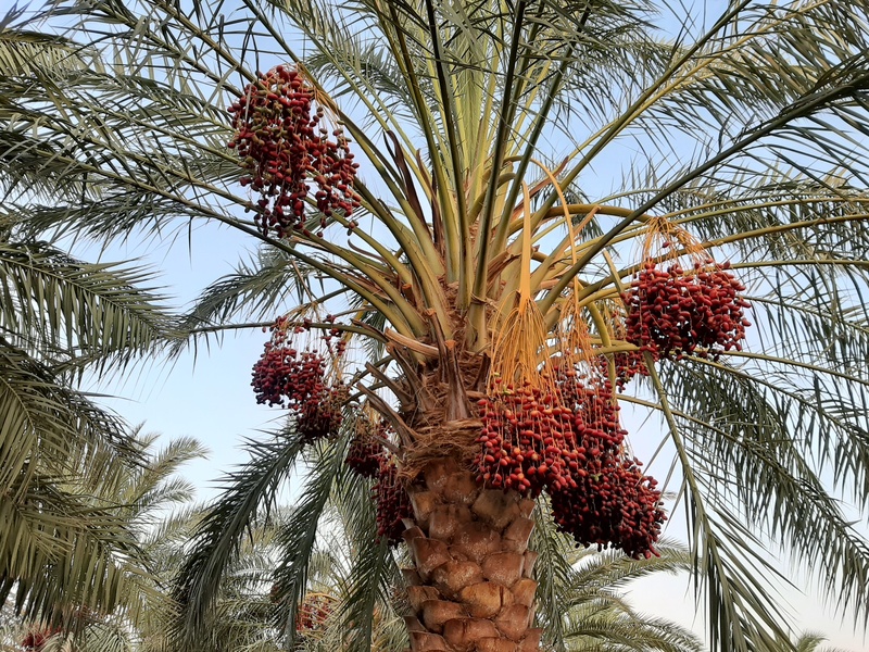 Plants of Israel: The Complete List - Flora Fauna Fun
