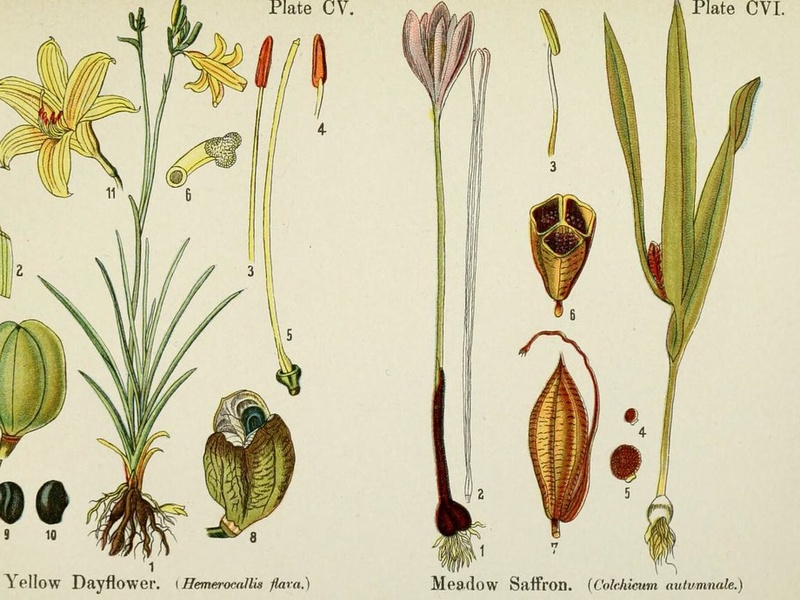 The Complete List of Flowers That Start With D - Flora Fauna Fun