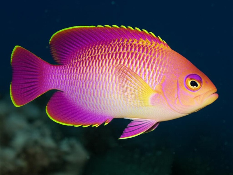List of Purple Fish - Flora Fauna Fun