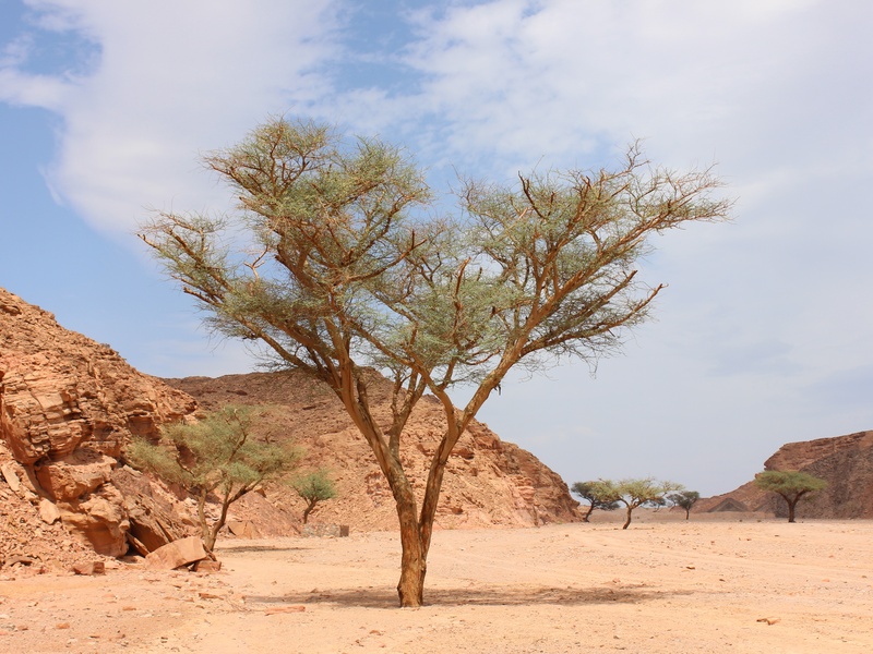 Trees of Niger: The Complete List - Flora Fauna Fun