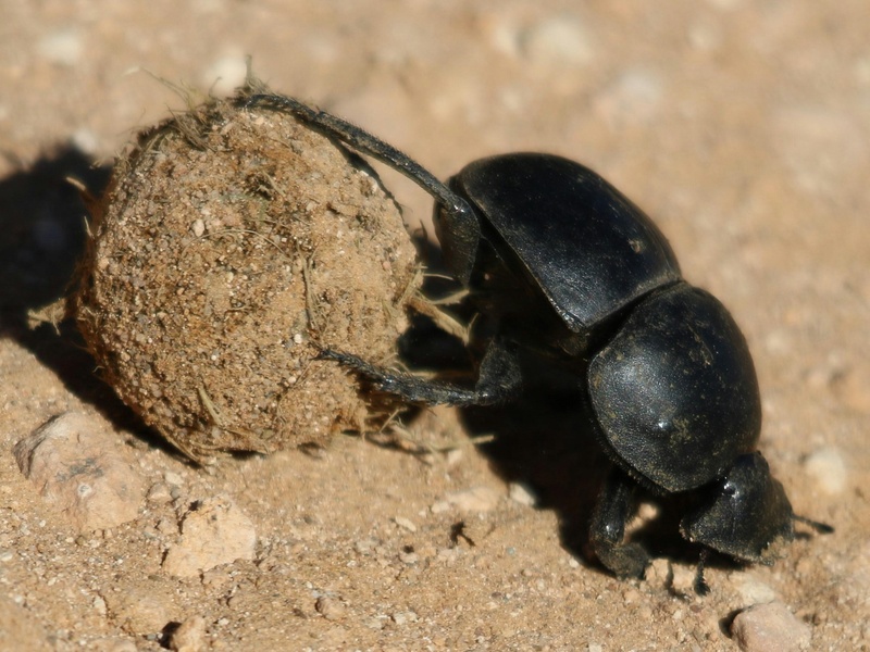 Temperate Grasslands Consumers: The Complete List - Flora Fauna Fun