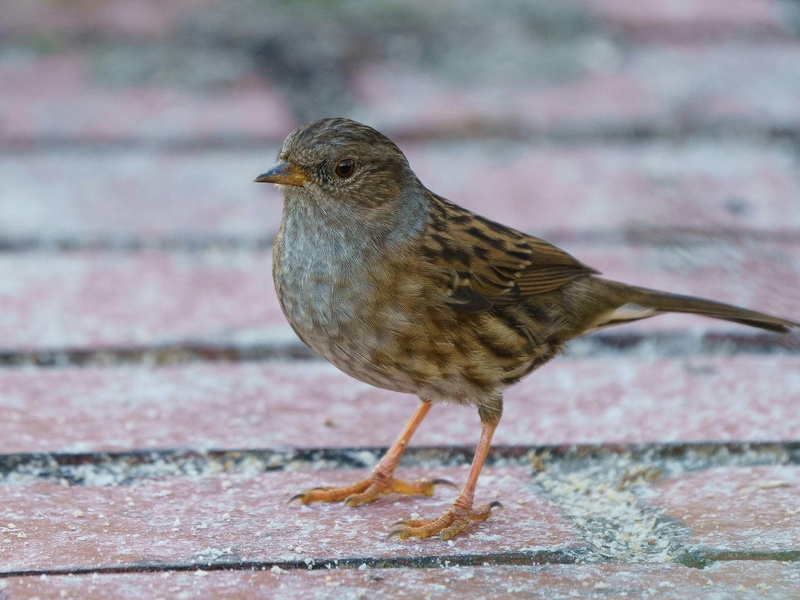 Birds of Northern Ireland: The Complete List - Flora Fauna Fun