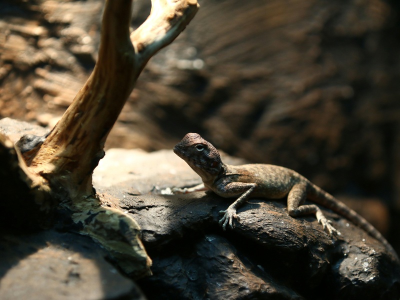 The Complete List of Reptiles of Zimbabwe - Flora Fauna Fun