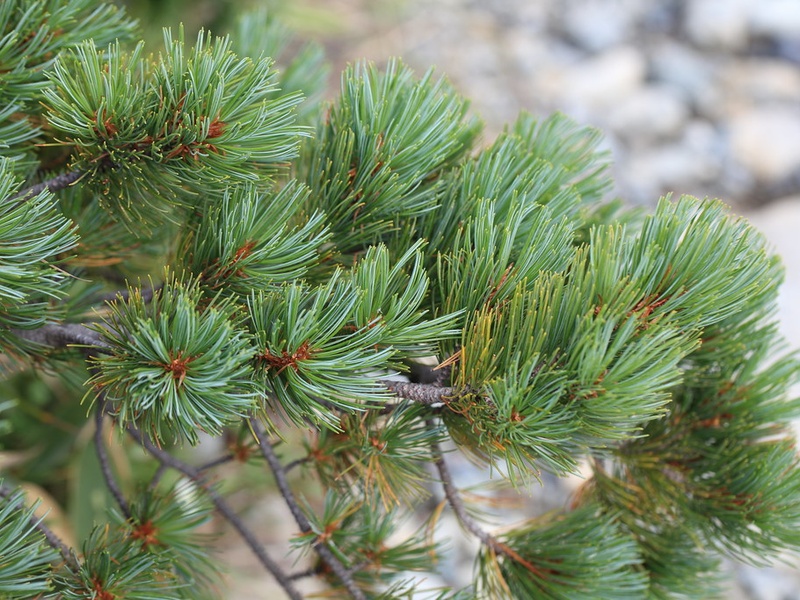 The Complete List of Boreal Forest Trees - Flora Fauna Fun