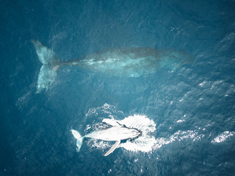 Cetacean Examples: The Complete List - Flora Fauna Fun