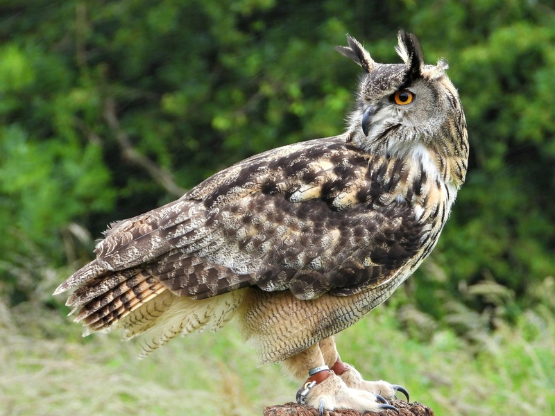 The Complete List of Common Animals That Start With E - Flora Fauna Fun