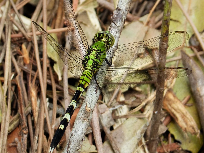 List of Green Insects - Flora Fauna Fun