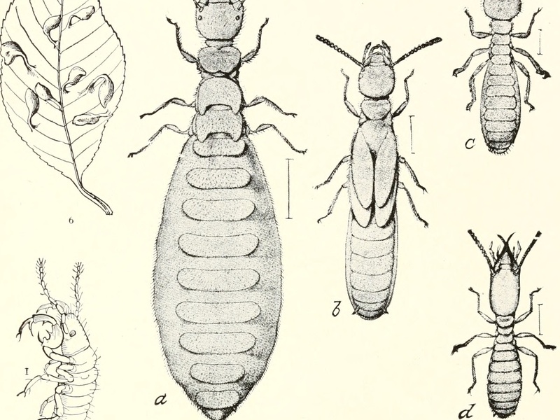 List of Insect Examples - Flora Fauna Fun