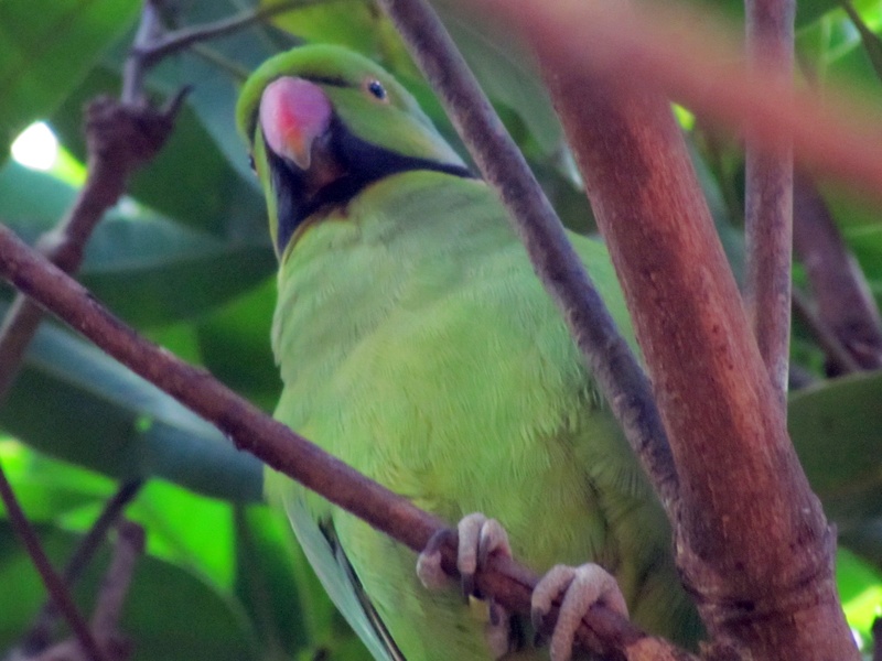 Birds of Mauritius: The Complete List - Flora Fauna Fun