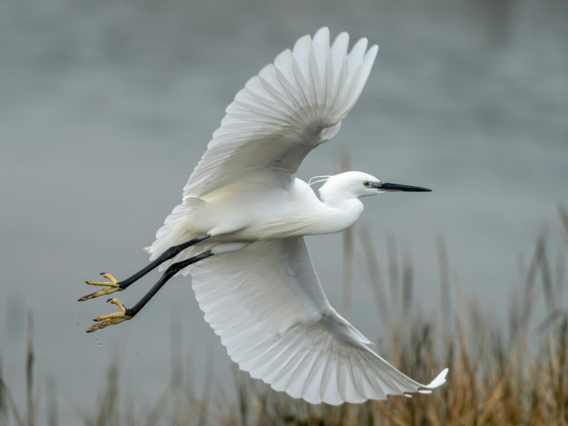 The Complete List of Common Animals That Start With E - Flora Fauna Fun