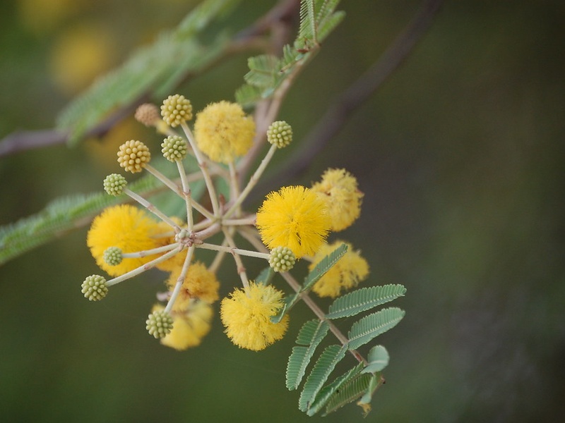 The Complete List of Senegal's Native Plants - Flora Fauna Fun