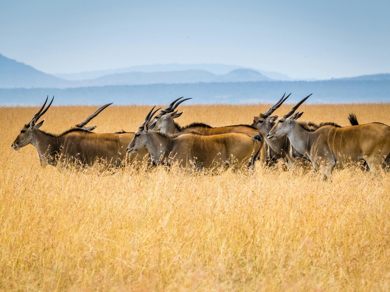 The Complete List of Common Animals That Start With E - Flora Fauna Fun