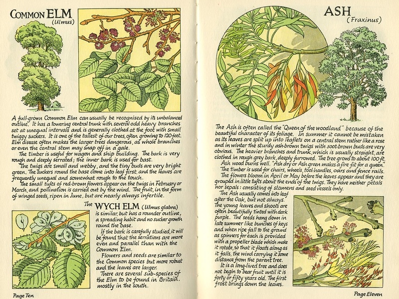 Trees of Spain: The Complete List - Flora Fauna Fun
