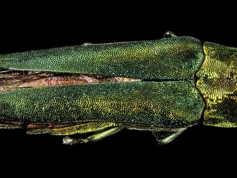 List of Green Insects - Flora Fauna Fun