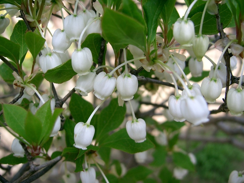 The Complete List of Flowers That Start With E - Flora Fauna Fun