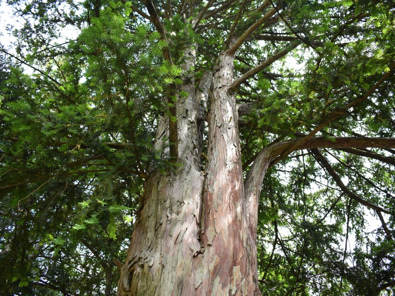 List of Trees of Guyana - Flora Fauna Fun
