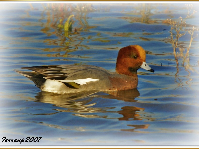 Birds of Romania: The Complete List - Flora Fauna Fun