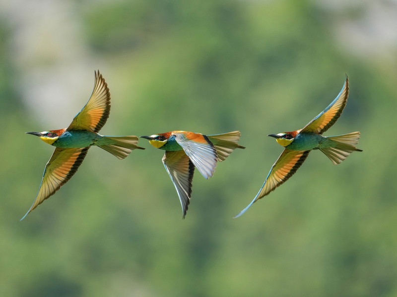 Animals of Tunisia: The Complete List - Flora Fauna Fun