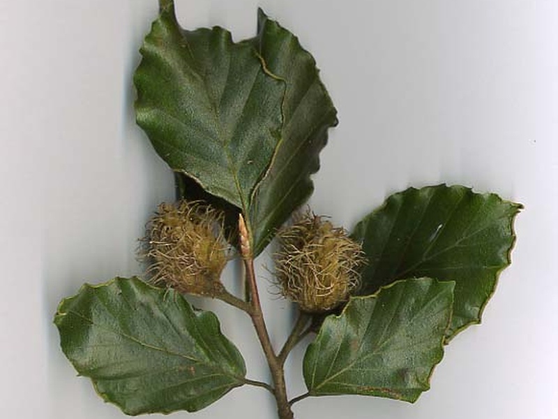 Trees of Spain: The Complete List - Flora Fauna Fun