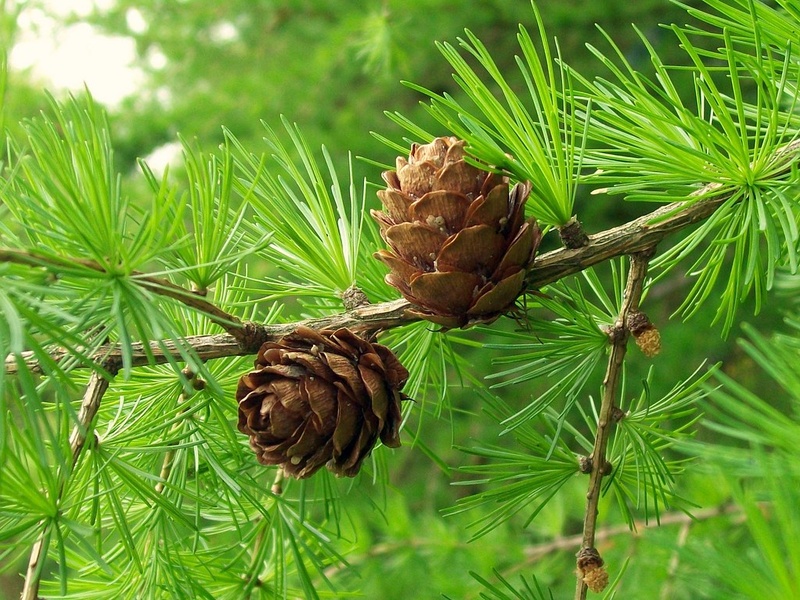 Trees of Denmark: The Complete List - Flora Fauna Fun