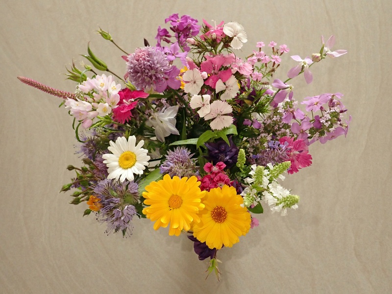 The Complete List of Flowers That Start With E - Flora Fauna Fun