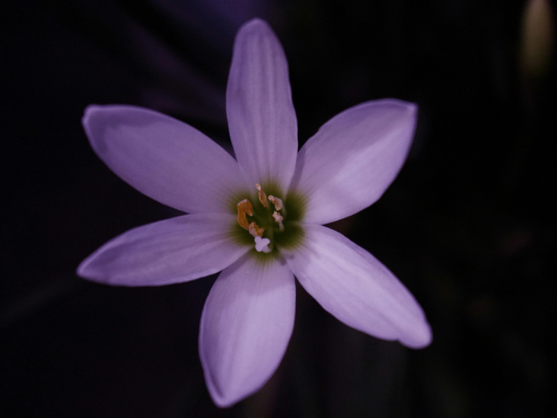 The Complete List of Flowers That Start With F - Flora Fauna Fun