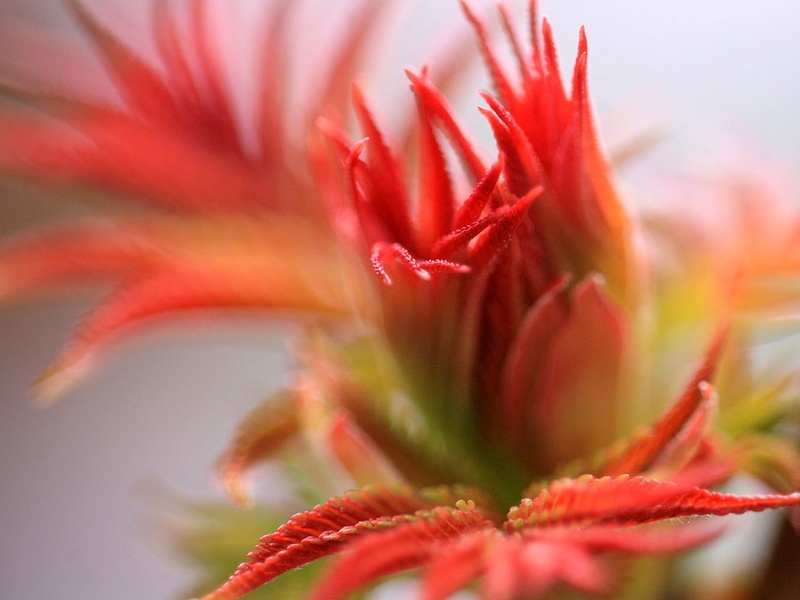 The Complete List of Flowers That Start With F - Flora Fauna Fun