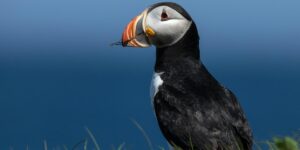Birds of Northern Ireland: The Complete List - Flora Fauna Fun