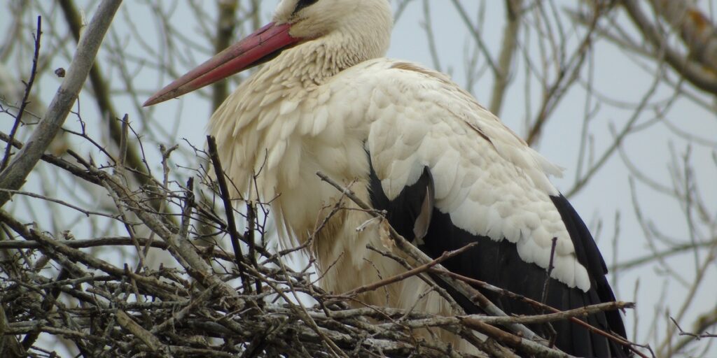 Birds of Romania: The Complete List - Flora Fauna Fun