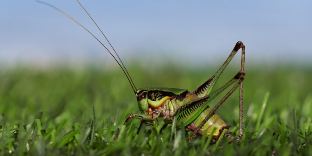 List of Green Insects - Flora Fauna Fun