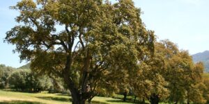List of Plants of Portugal - Flora Fauna Fun