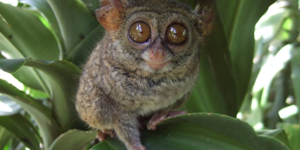 List of Nocturnal Rainforest Animals - Flora Fauna Fun