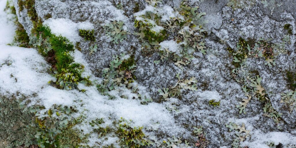 List of Arctic Moss - Flora Fauna Fun