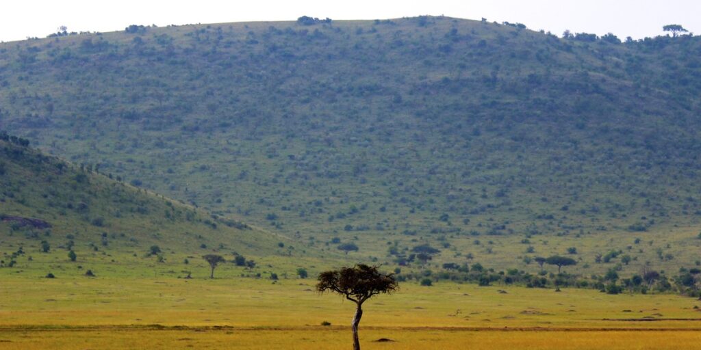 15 Examples of the Diverse Flora of Kenya - Flora Fauna Fun