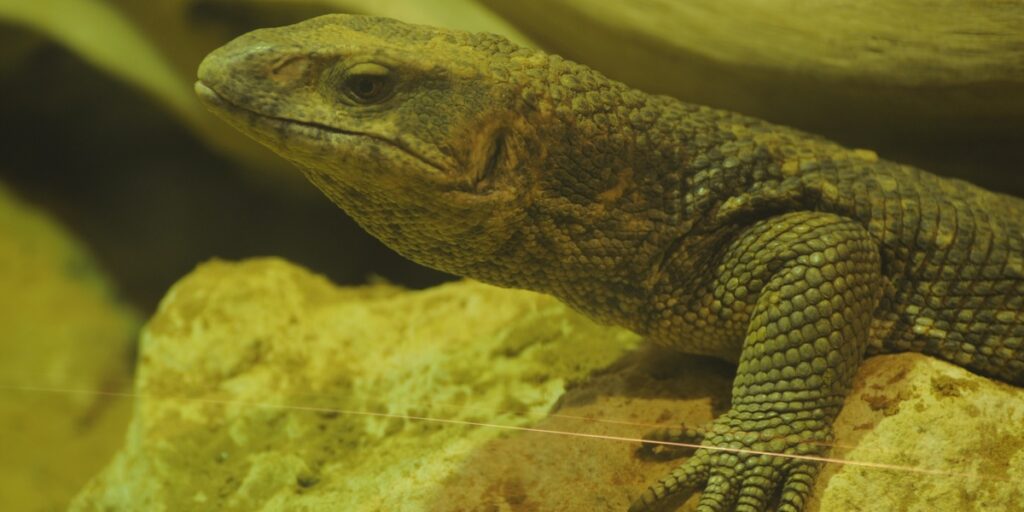 Reptiles of Eritrea: The Complete List - Flora Fauna Fun