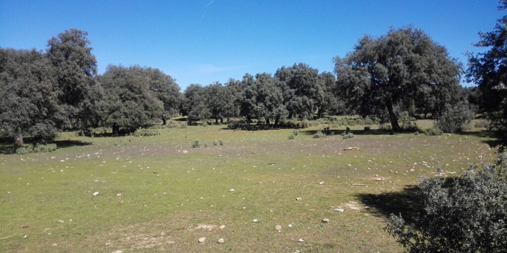 Trees of Spain: The Complete List - Flora Fauna Fun