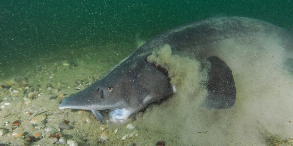 The Complete List of Fish of Kazakhstan - Flora Fauna Fun