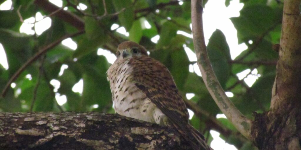 Birds of Mauritius: The Complete List - Flora Fauna Fun