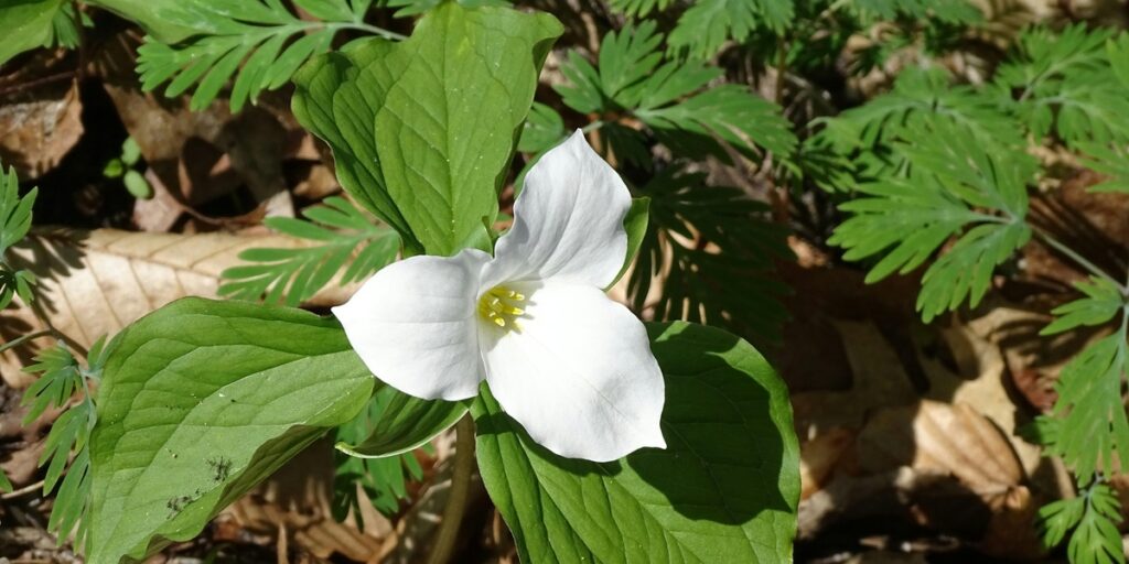 Flowers of Canada - Flora Fauna Fun