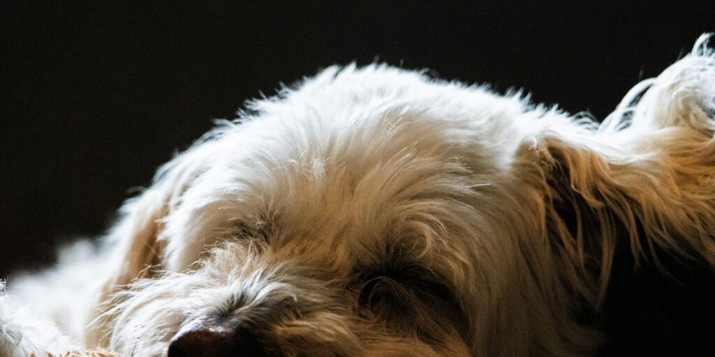 List of Soft-Coated Dog Breeds - Flora Fauna Fun