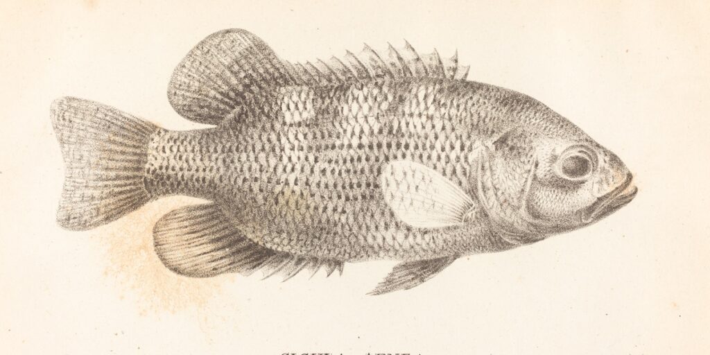 Fish of Guyana: The Complete List - Flora Fauna Fun