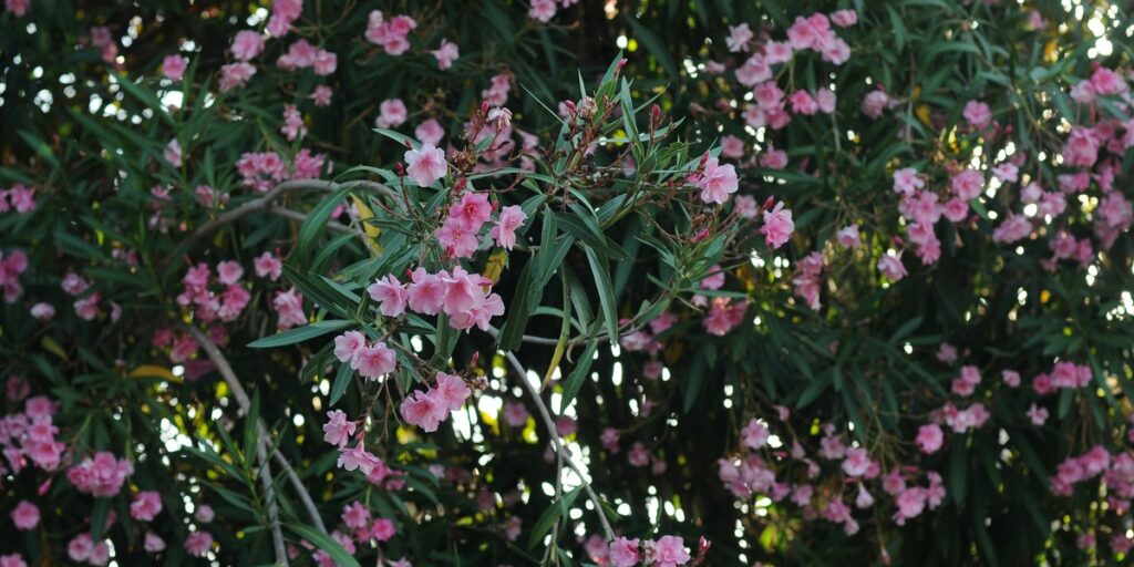 Poisonous Pink Flowers: The Complete List - Flora Fauna Fun