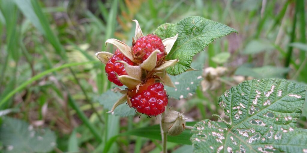 Forest Fruits: The Complete List - Flora Fauna Fun
