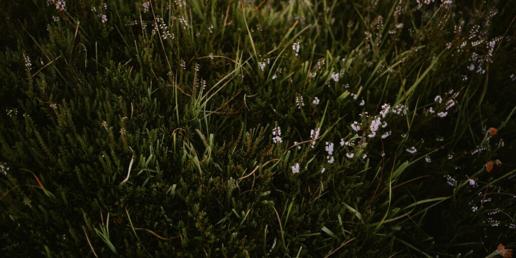 The Complete List of Wales' Native Plants - Flora Fauna Fun