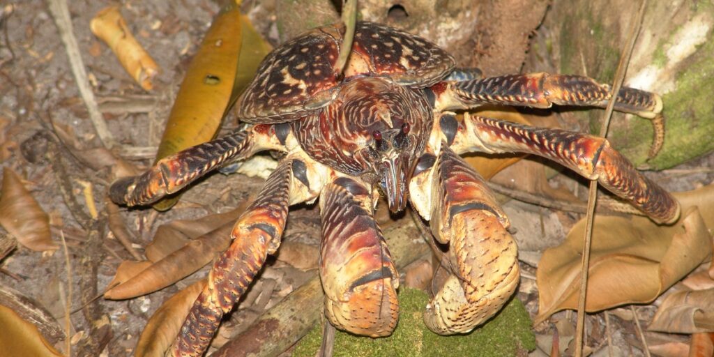 List of Micronesia's Native Animals - Flora Fauna Fun