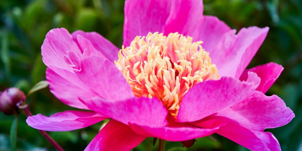 China's Native Plants - Flora Fauna Fun