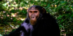 Primate Examples: The Complete List - Flora Fauna Fun
