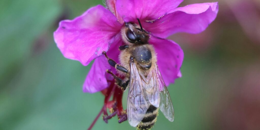 List of Insect Examples - Flora Fauna Fun