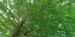 List of Trees of Guyana - Flora Fauna Fun