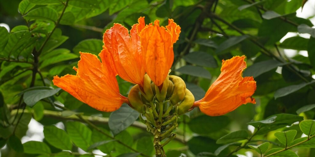 List of Flowers of Botswana - Flora Fauna Fun